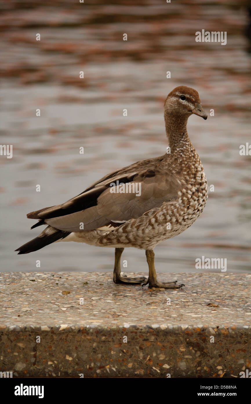 Duck parade hi-res stock photography and images - Alamy