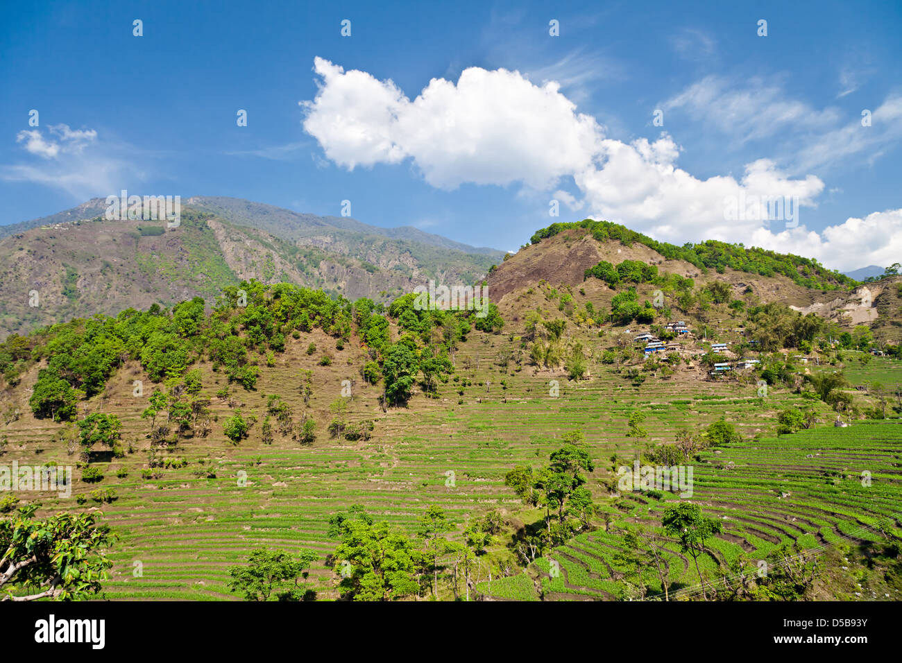 Green terraces, Annapurna conservation area, Nepal Stock Photo - Alamy