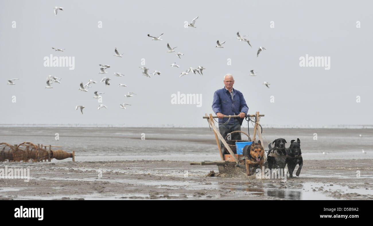 Wadden sea shrimp fisherman Erhard Djuren empties his bow nets off ...