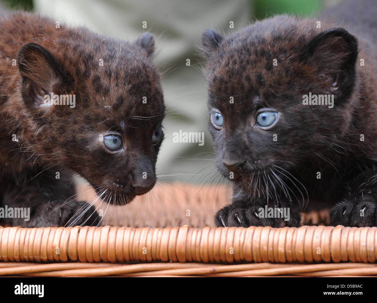 Black Panthers Cubs