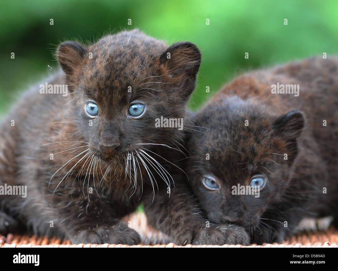 Black Panthers Cubs