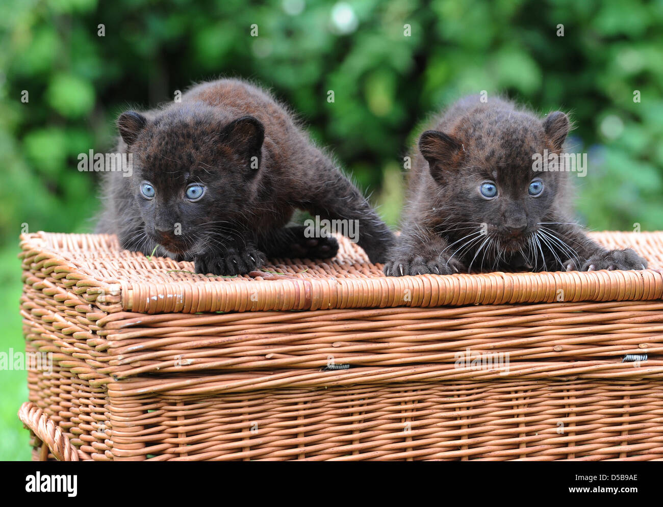 Black Panthers Cubs