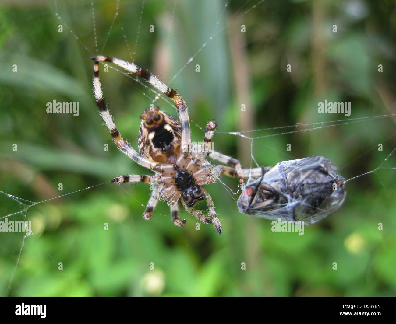 A spider has caught a fly in its net in Gross Nemerow, Germany, 08 ...