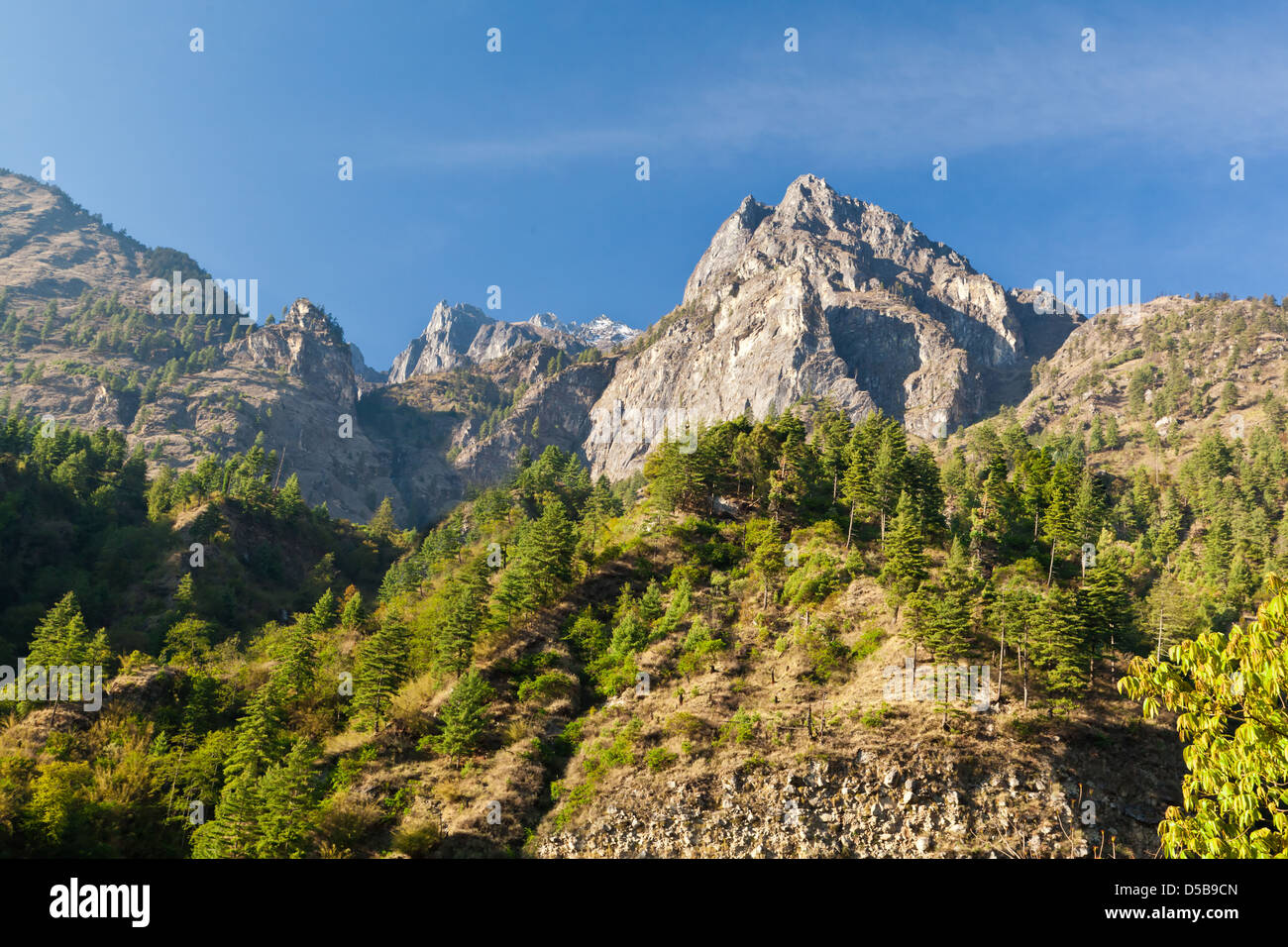 Himalayan pine forest hi-res stock photography and images - Alamy
