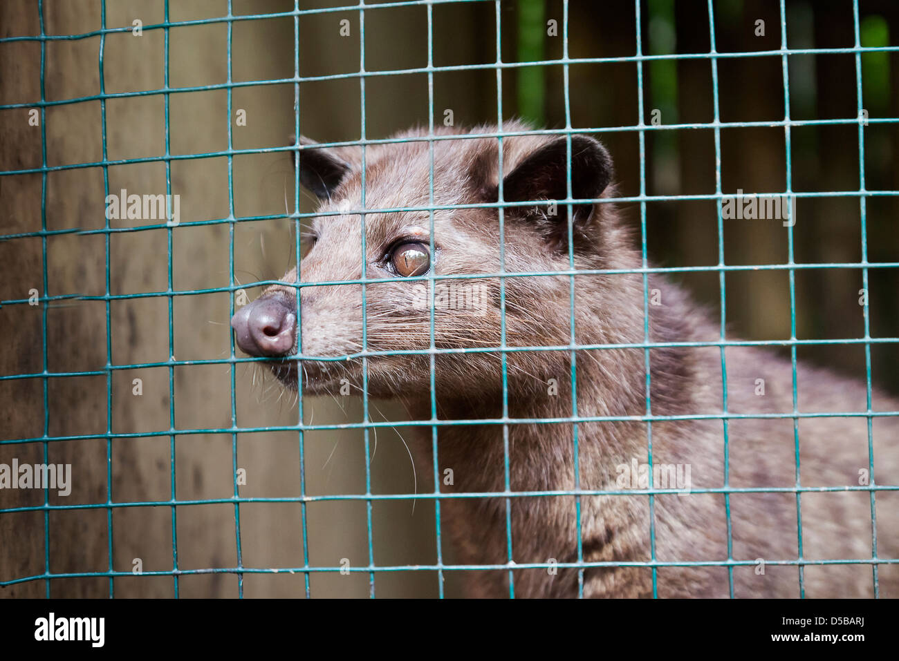 Asian Palm Civet - animal who produce the most expensive coffee Kopi ...