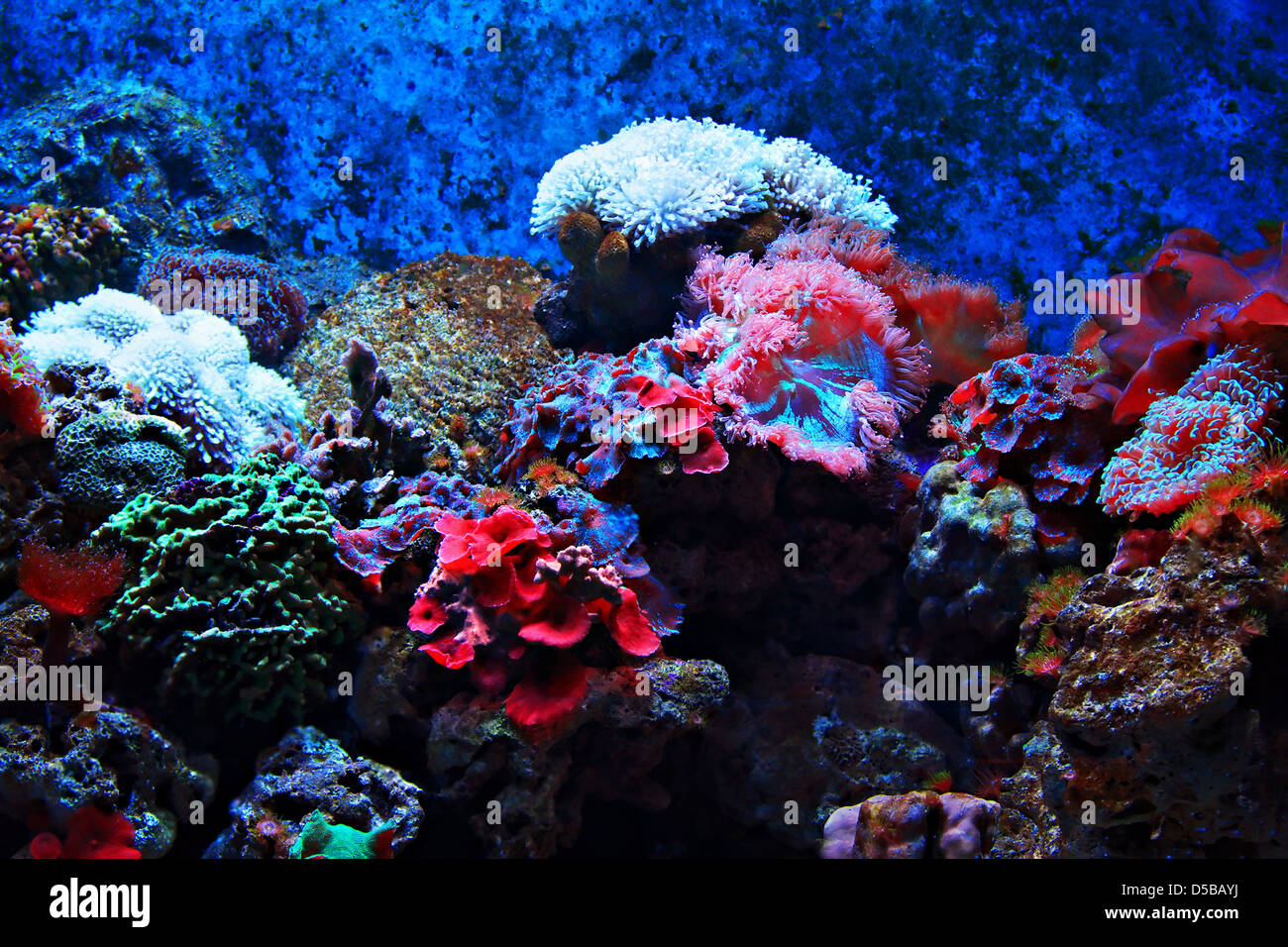 Coral and seaweed hi-res stock photography and images - Alamy