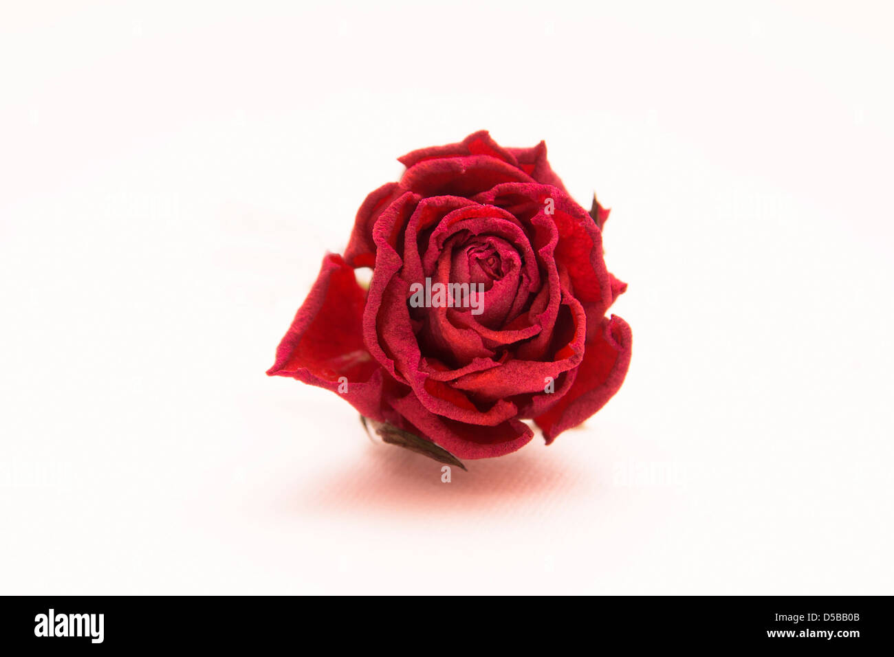 withered red rose isolated on white background Stock Photo - Alamy