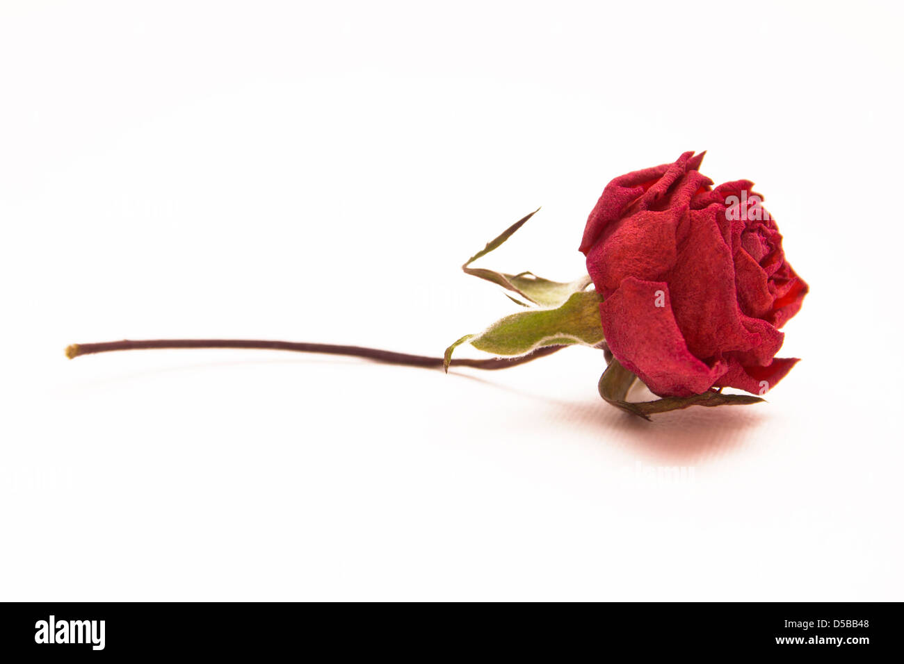 whithered red rose isolated on white background Stock Photo - Alamy