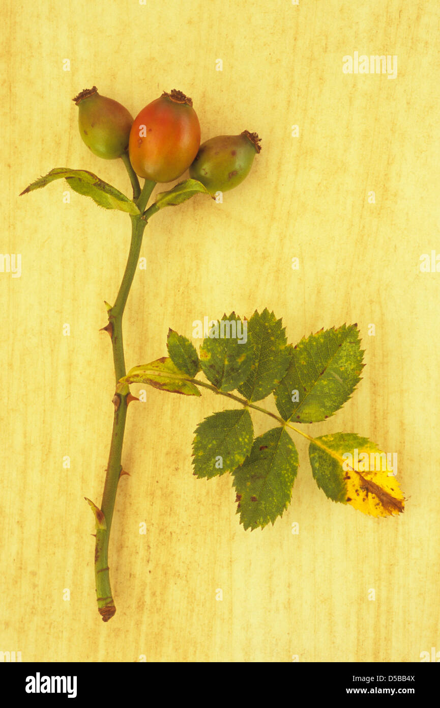 Upright shrub rose hi-res stock photography and images - Alamy