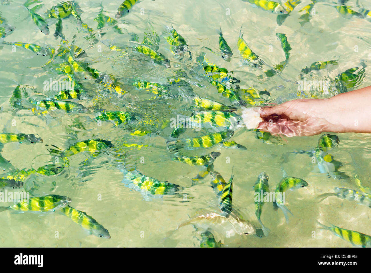 Feeding tropical fishes in the water Stock Photo - Alamy