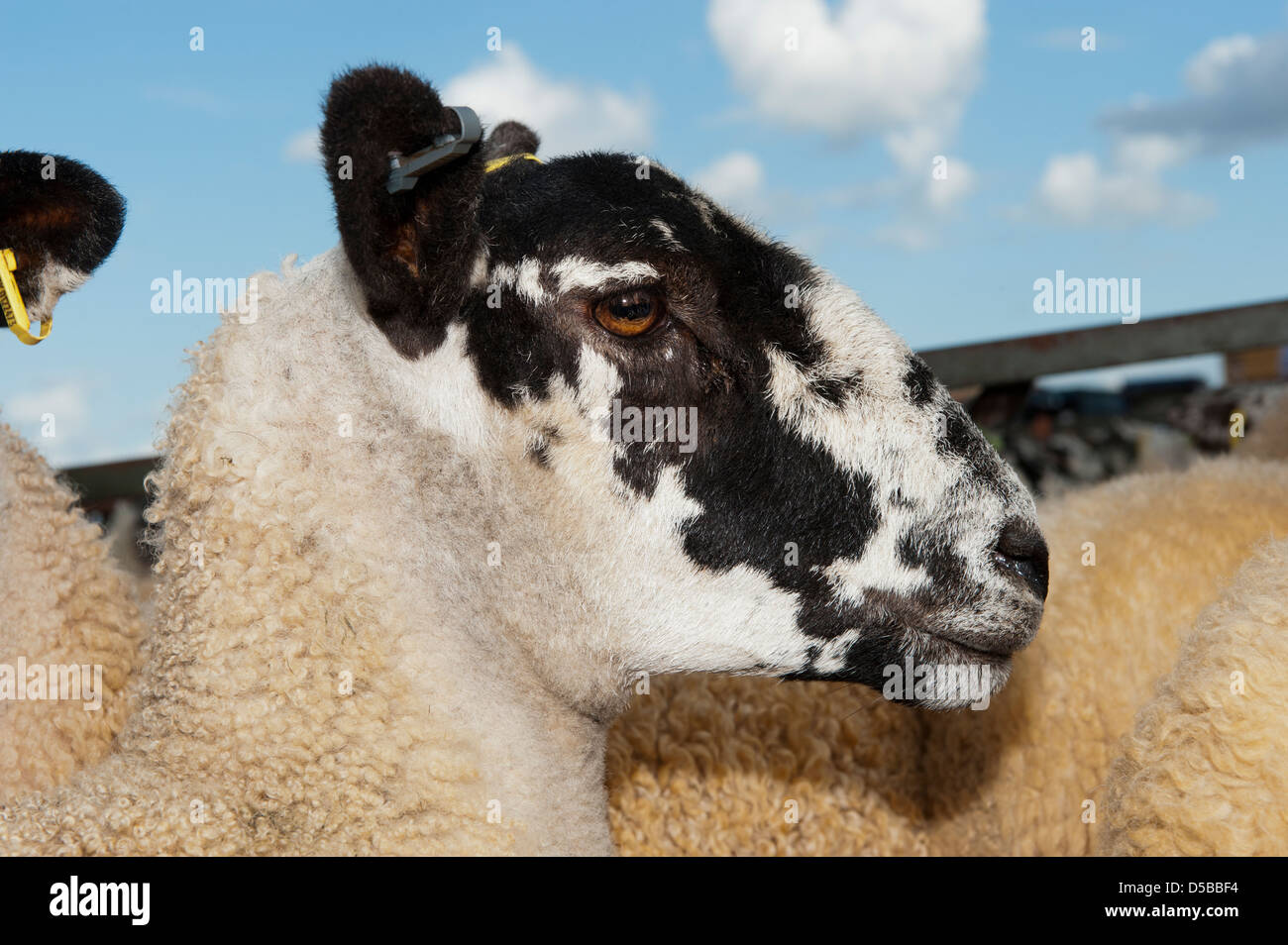 Mule yearling ewe at a breeding sale. UK Stock Photo - Alamy