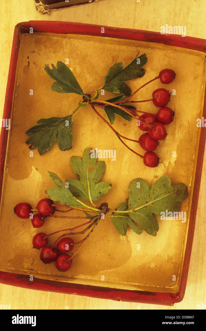 Two birds in the bush hi-res stock photography and images - Alamy