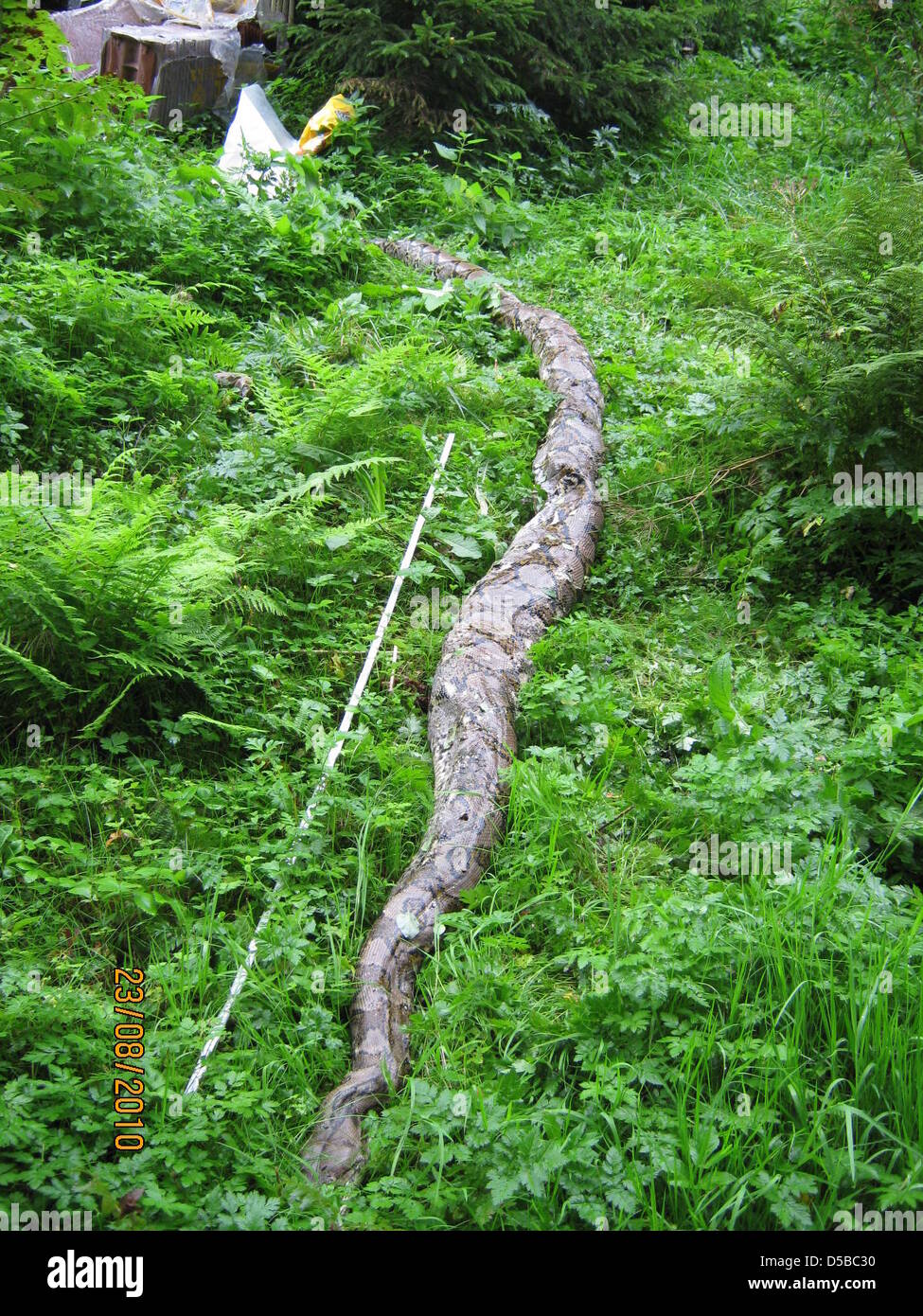 A police handout picture dated 23 August 2010 features a dead ...