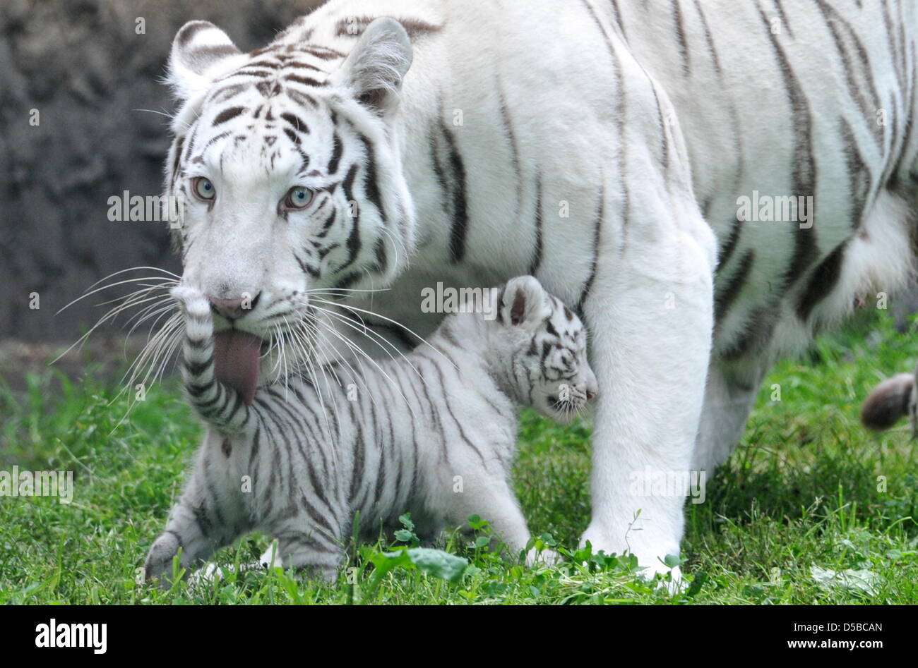 A white tiger cub is licked clean by mother Bianca (four years-old) after the cub explored the ...