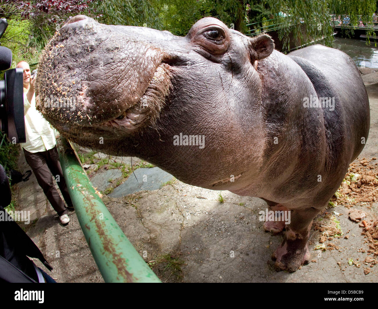 Hippopotamus-lady Tana seems to smile in her enclosure on her 50th ...
