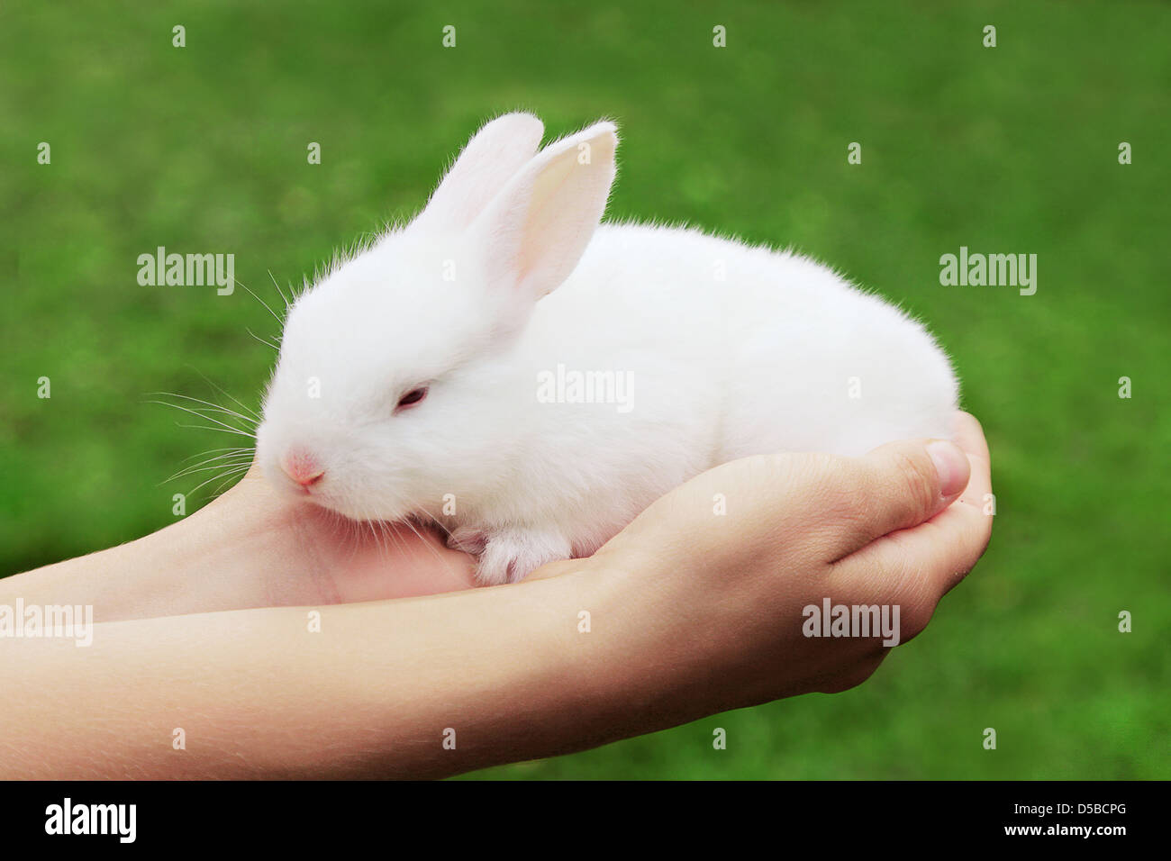 Beauty rabbit in the hands Stock Photo - Alamy