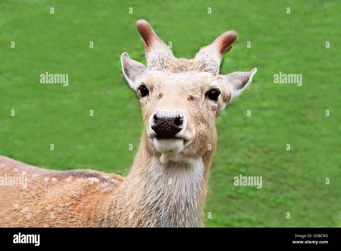 Dear zoo hi-res stock photography and images - Alamy
