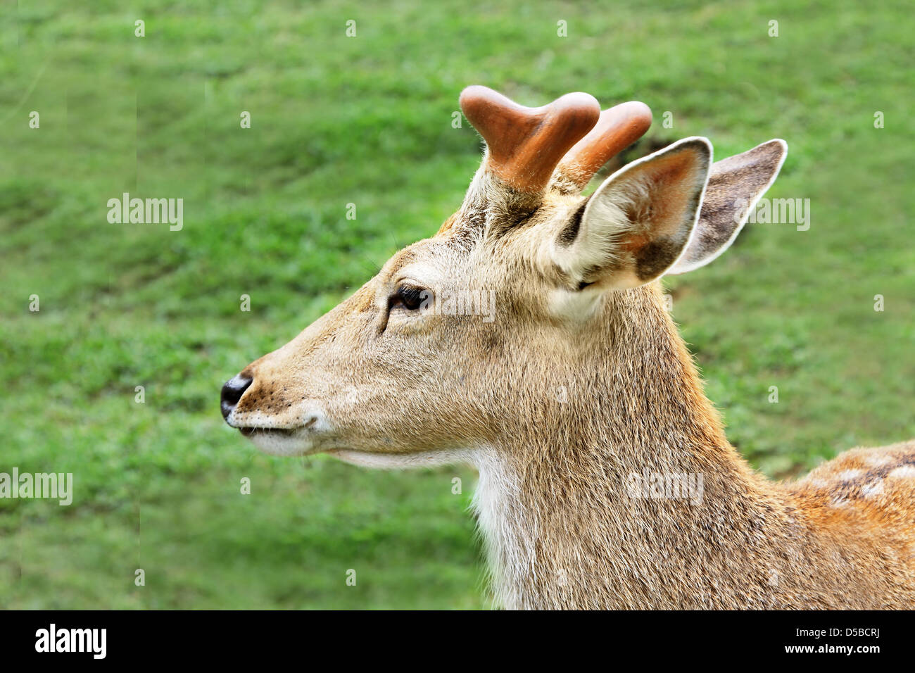 Dear zoo hi-res stock photography and images - Alamy