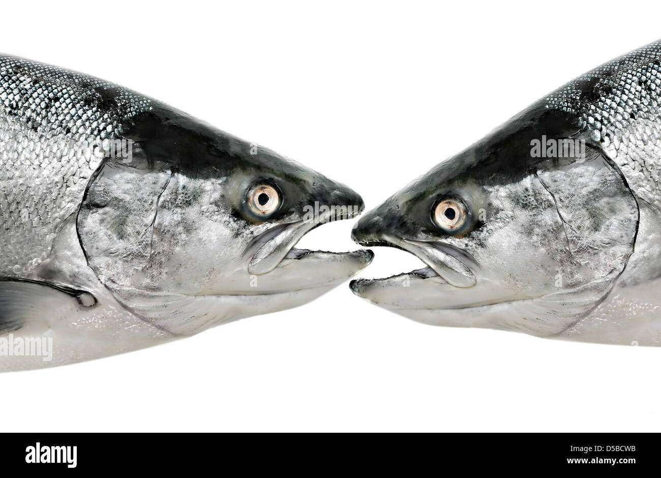 Predator cannibalism fish hi-res stock photography and images - Alamy