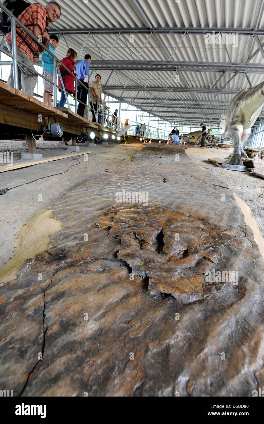 Recently discovered footprints of dinosaurs on a flagstone are stored ...