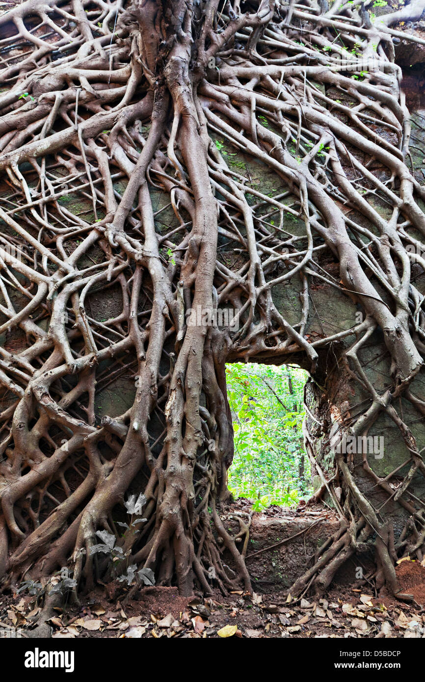 Old tree roots covered wall Stock Photo - Alamy