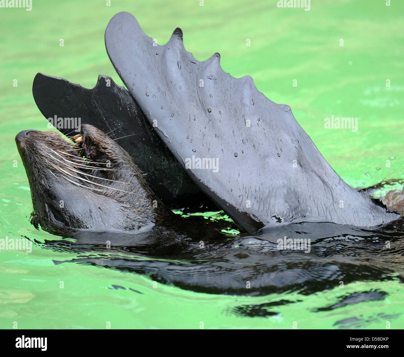 A South American sea dog takes a swim at the zoo in Landau, Germany, 26 ...