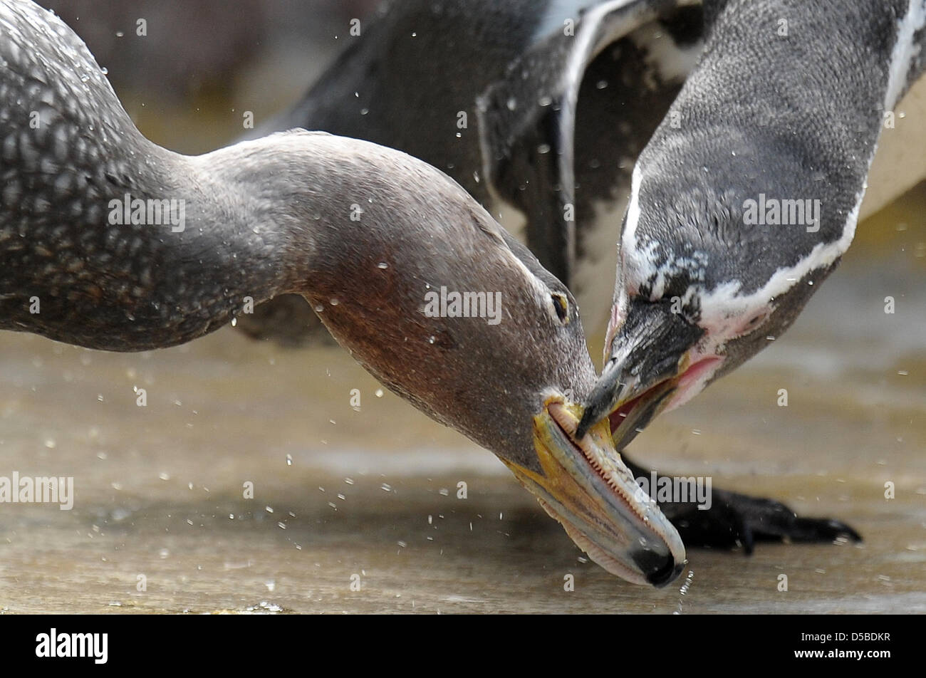 A humboldt penguin (R) and a flying steamer duck fight at the zoo in ...