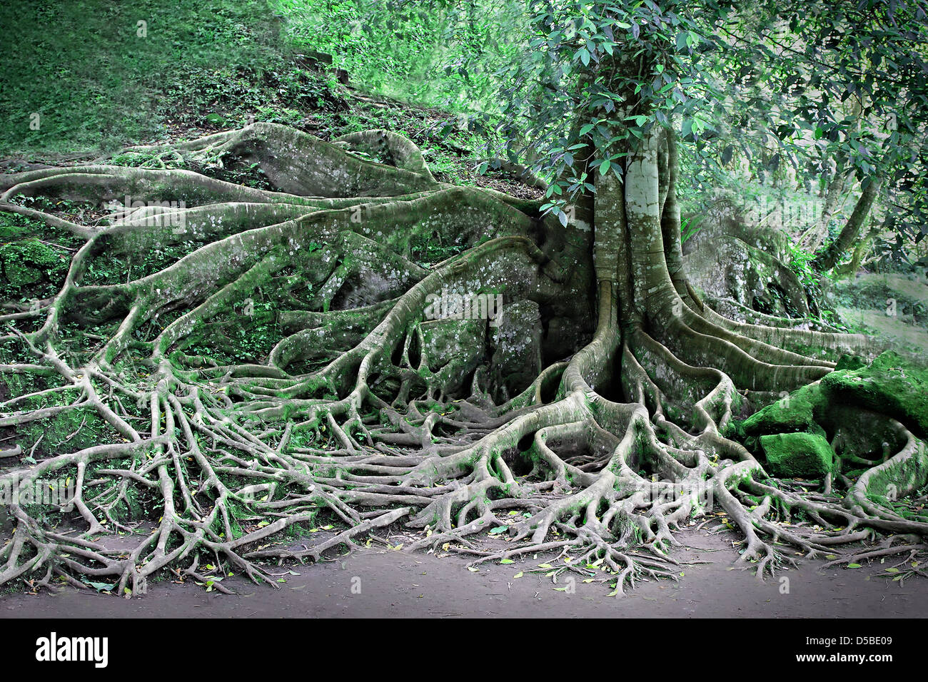 Roots of the magic tree Stock Photo - Alamy