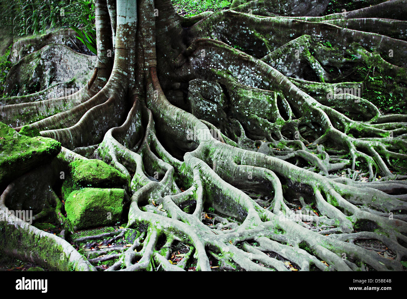 Roots of the magic tree Stock Photo - Alamy