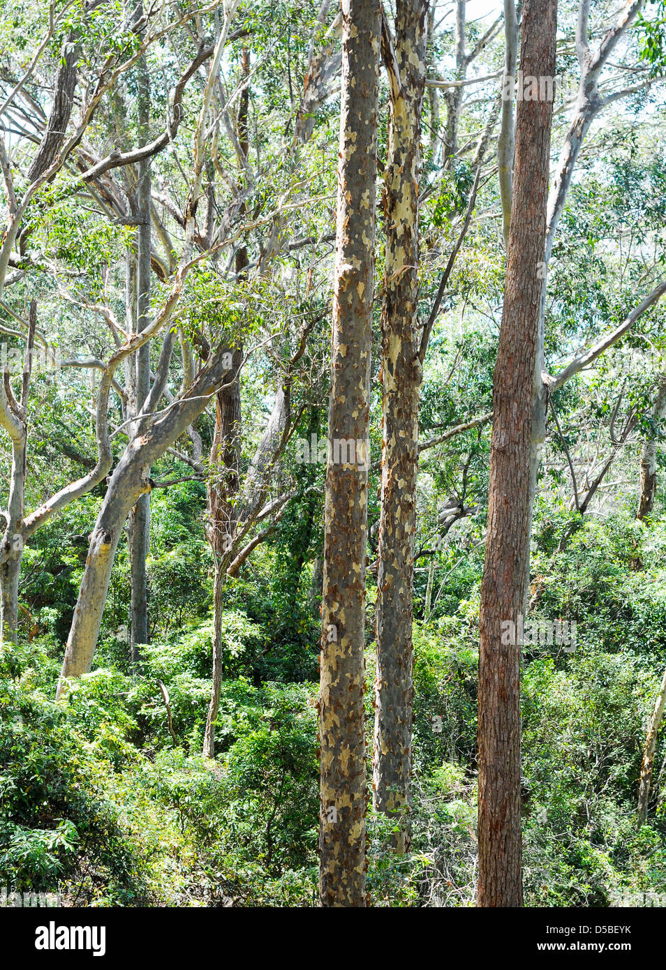 Gum trees hi-res stock photography and images - Alamy