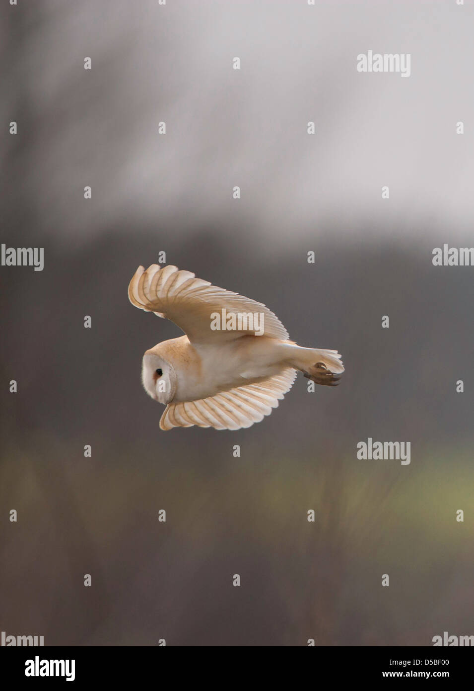 Tyto alba, Barn owl in flight Stock Photo - Alamy