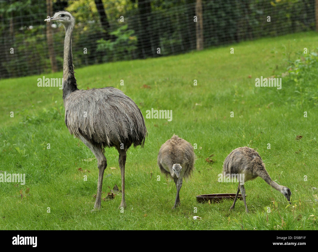 Greater rheas take a look at their new surroundings at the zoo in ...