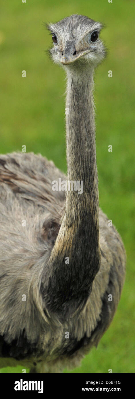 A greater rhea takes a look at its new surroundings at the zoo in ...