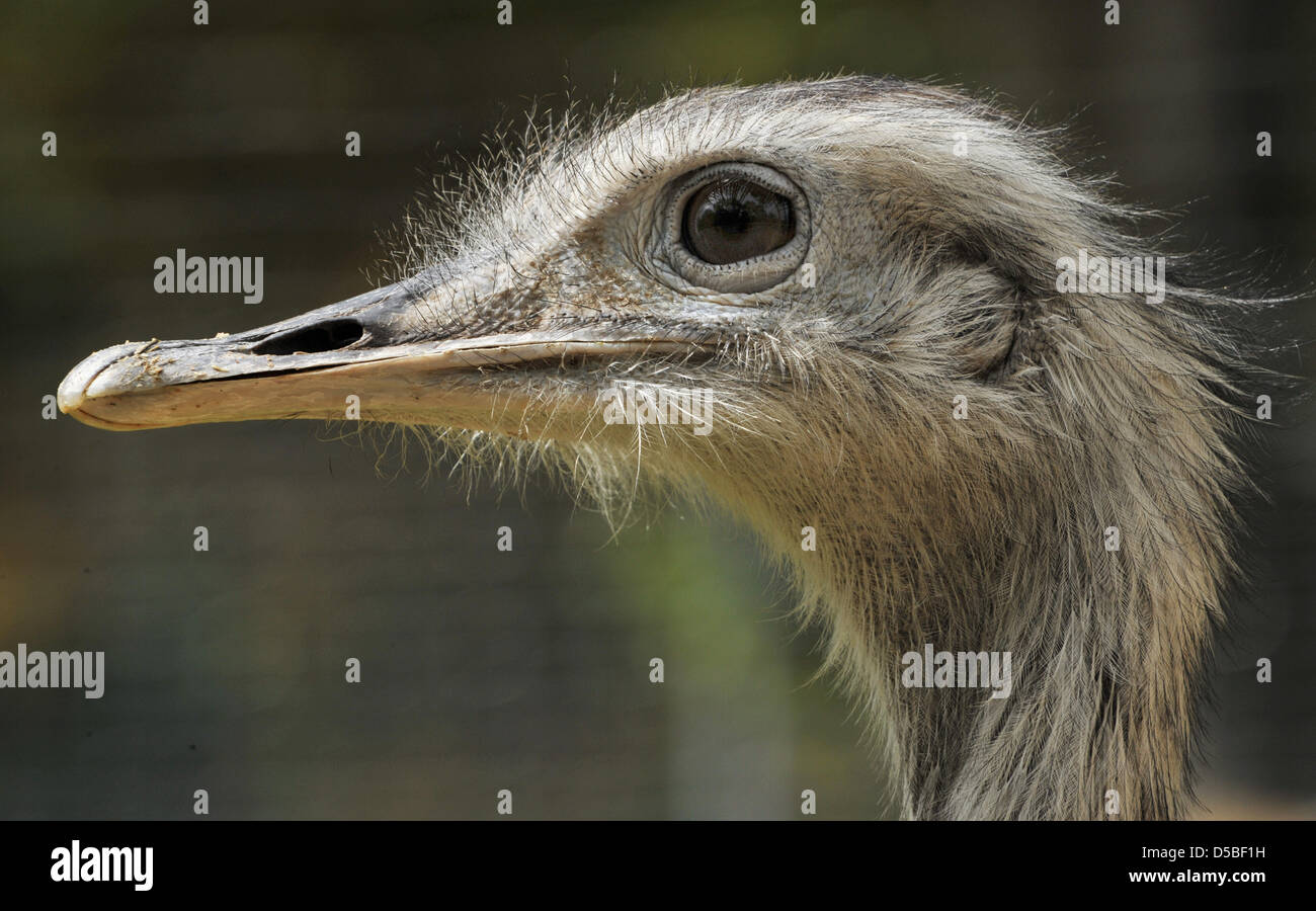 A greater rhea takes a look at his new surroundings at the zoo in ...