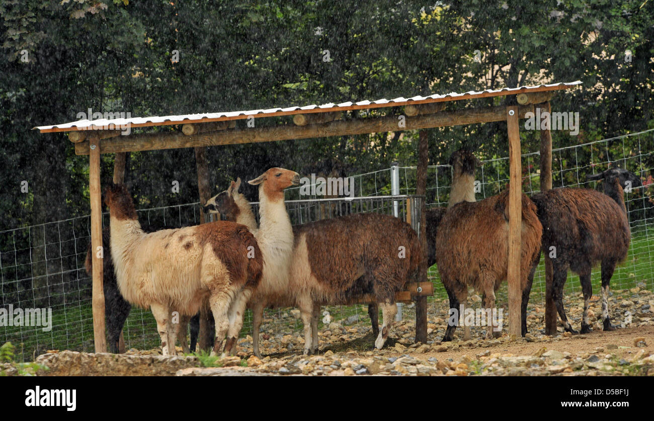 Llamas have sought shelter from the rain under a roof at their new ...