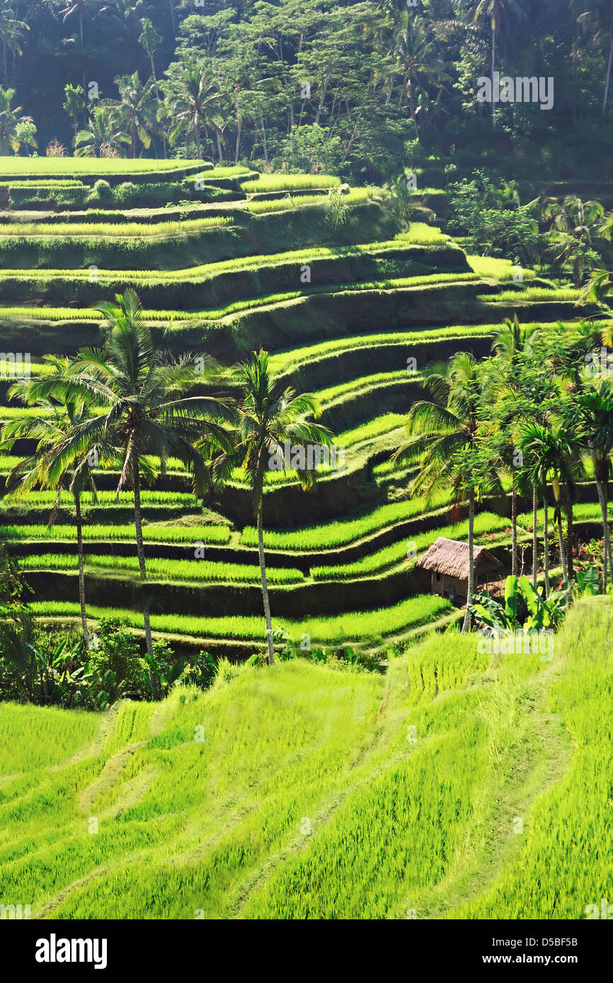 Beauty rice terrace with palms on Bali island Stock Photo - Alamy