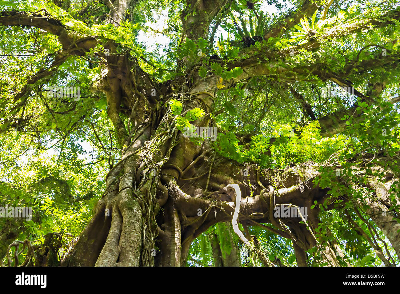 Animated Banyan Tree Images