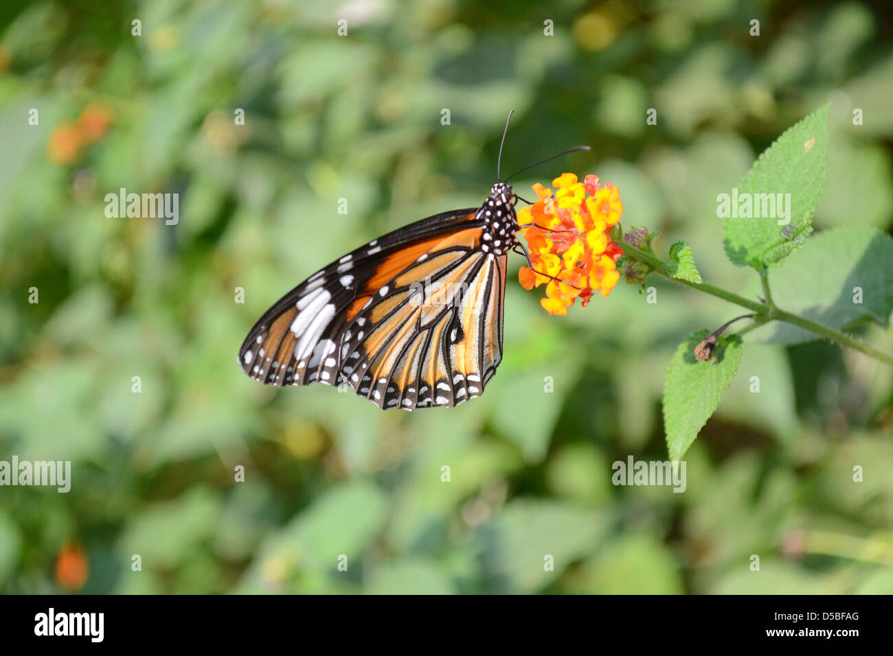 Butterfly pollination hi-res stock photography and images - Alamy