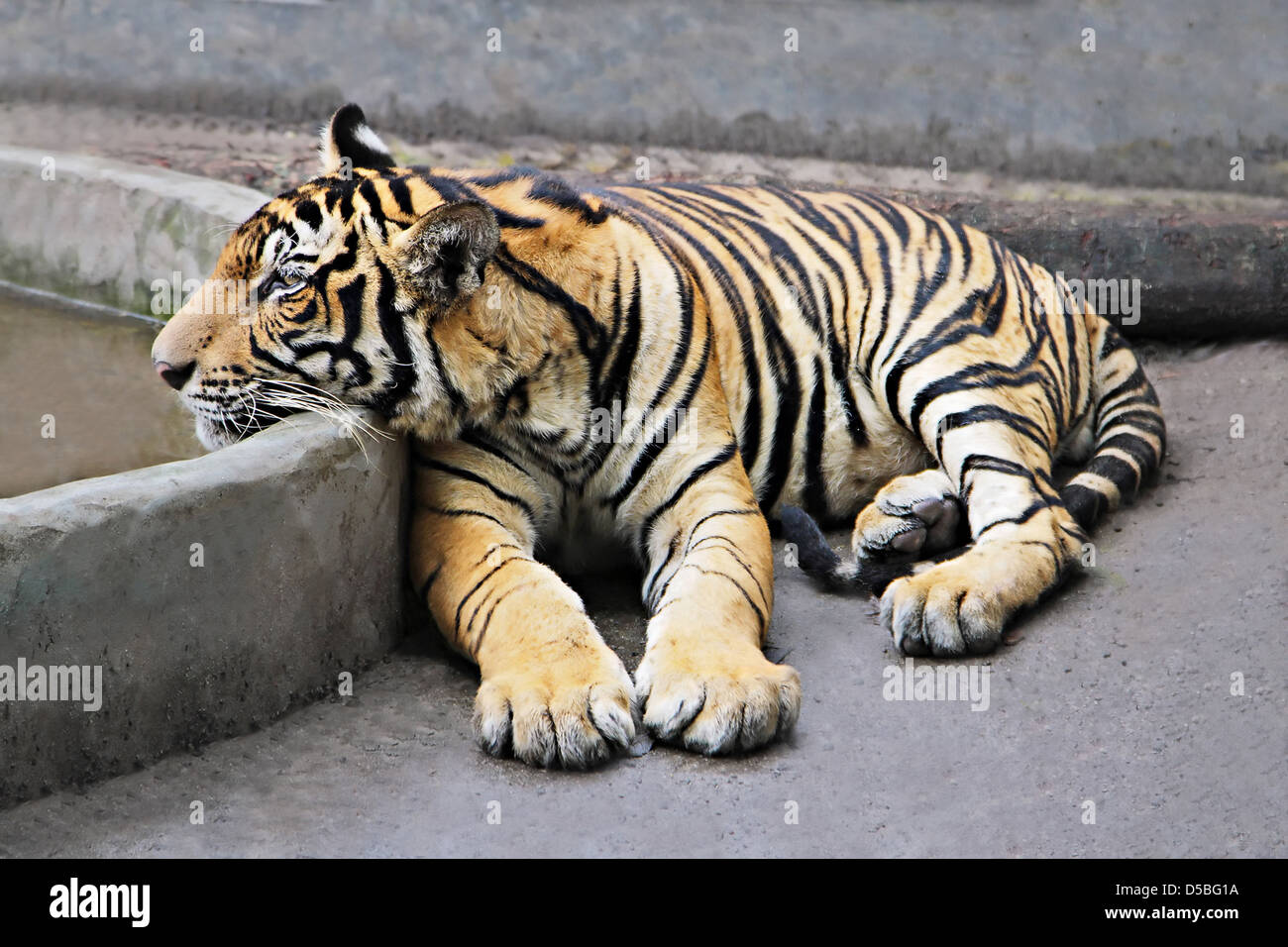 Lonely tiger in the zoo Stock Photo - Alamy