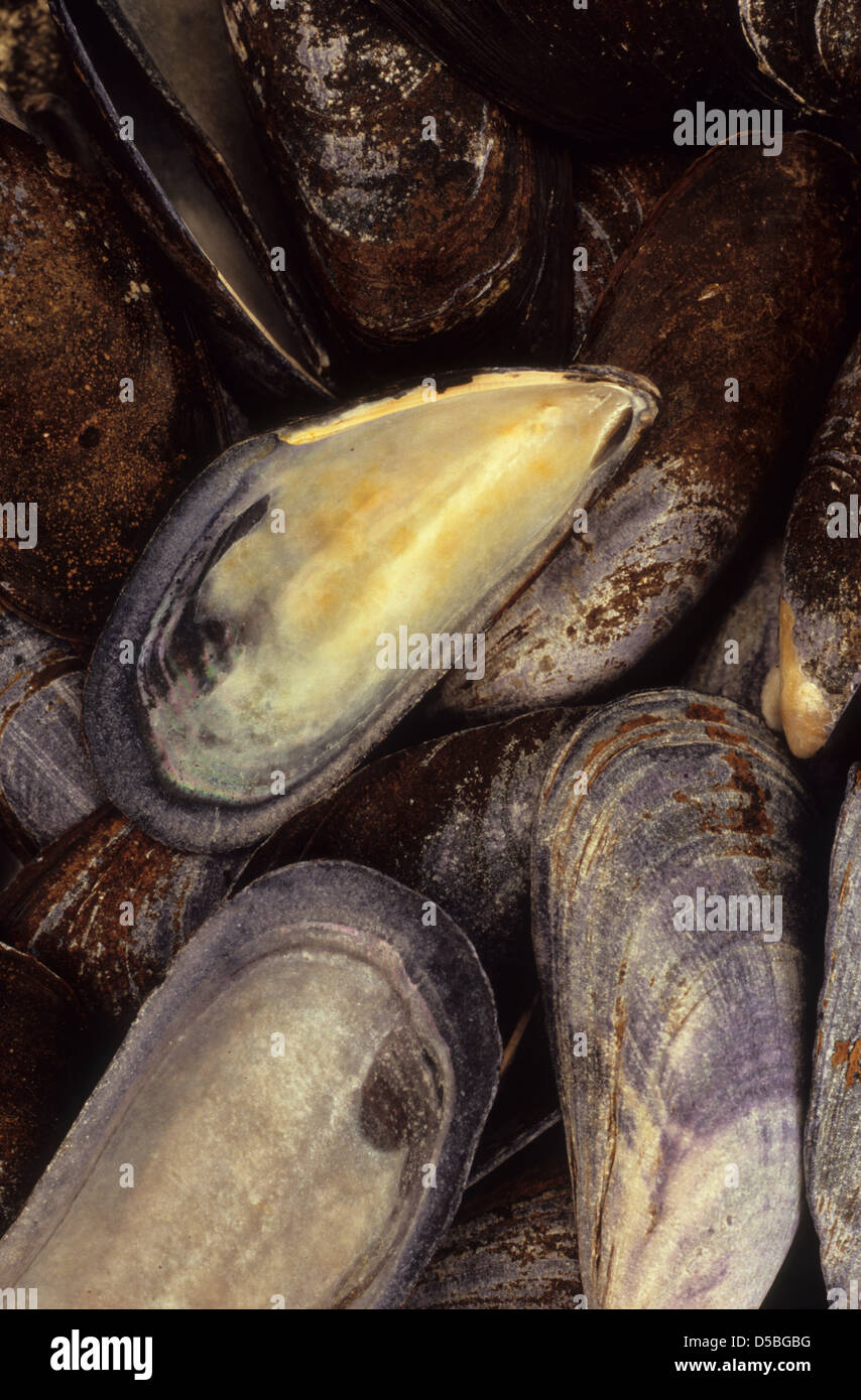Close up from above of empty shells of Common mussel or Mytilus edulis ...