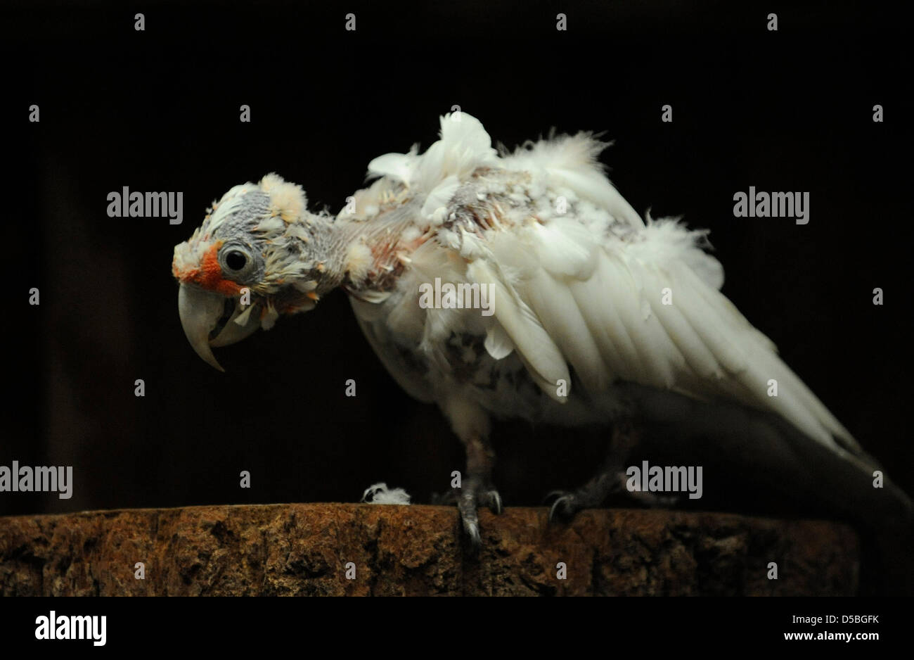 A three-month-old Long-billed Corella fledgling sits in it's enclosure ...