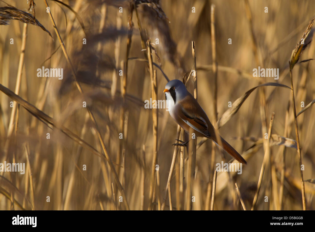 Panurus biarmicus. Male Bearded tit (or Reedling) perched on a reed in ...