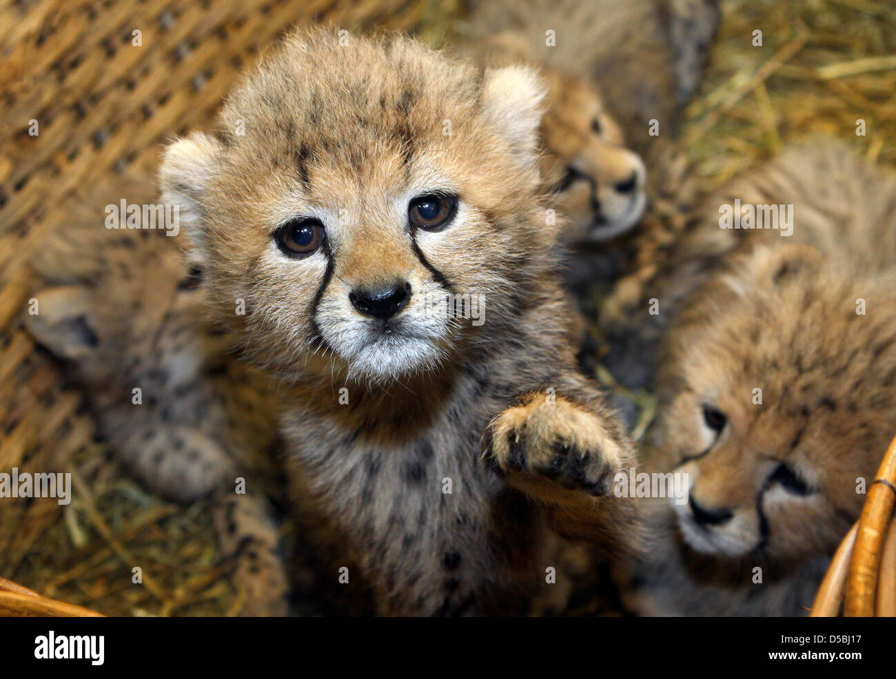 Cheetah Birth