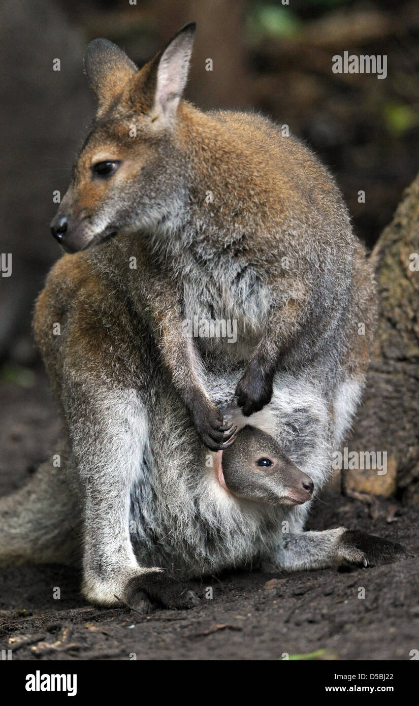 A Bennett's Tree-kangaroo baby peeks out of the pouch of it's mother at ...