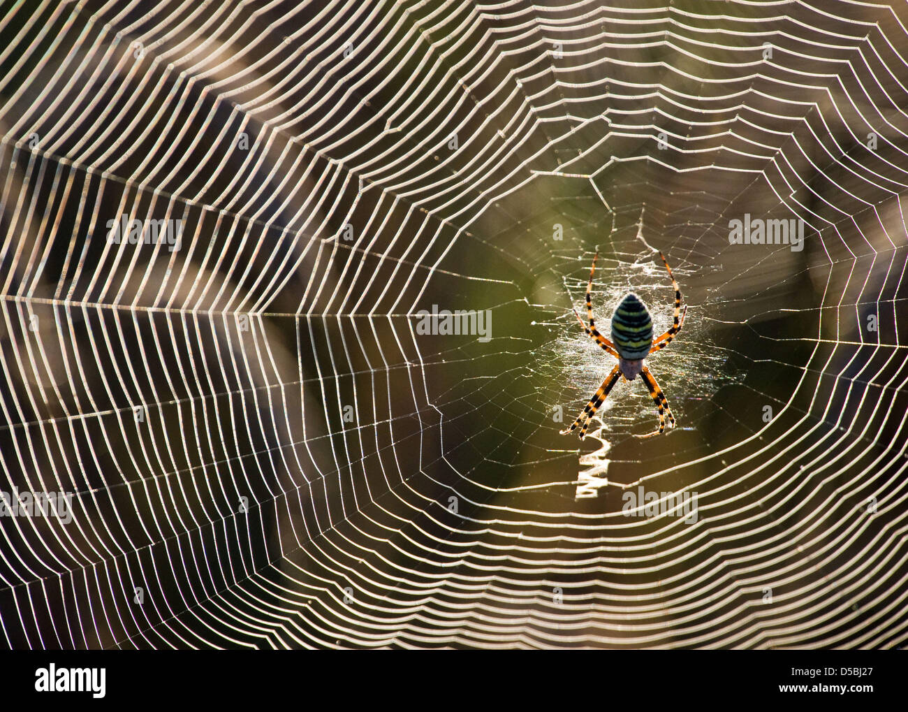 A web of the wasp spider, also called zebra spider, glows in the light ...