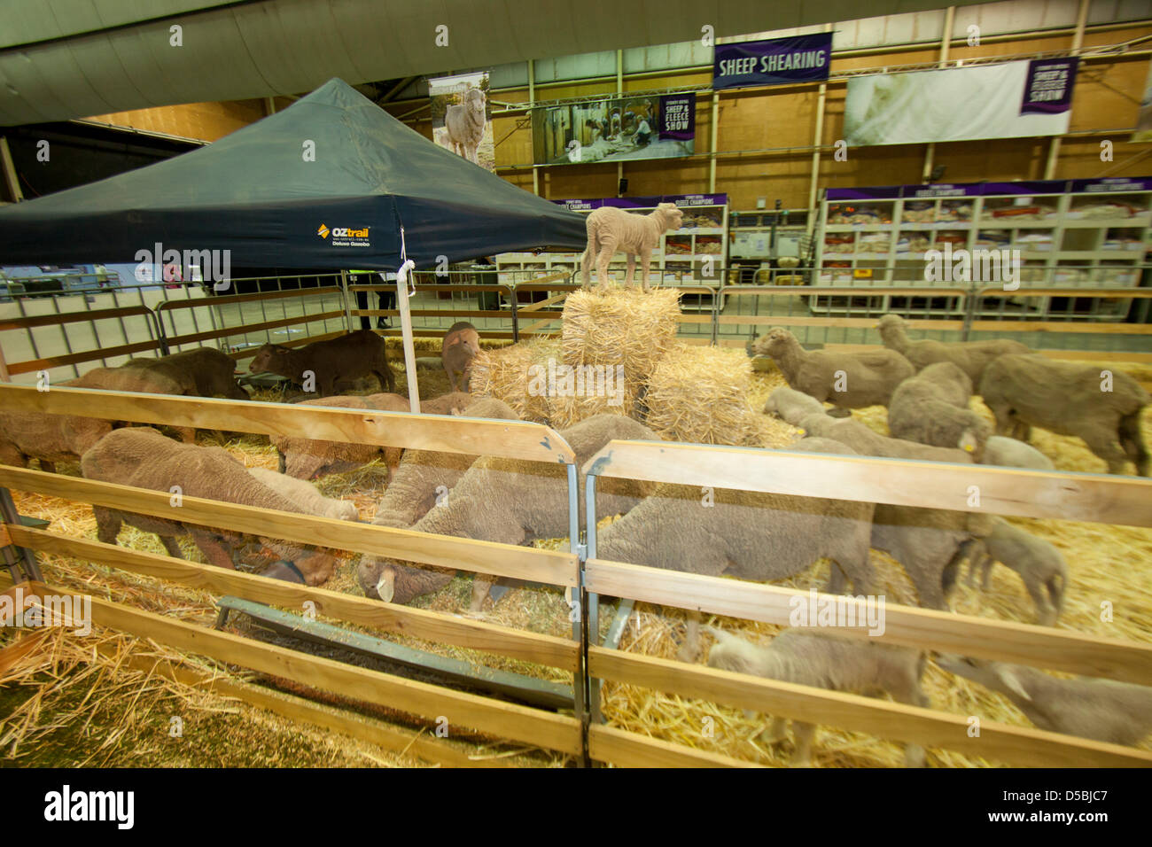Sydney royal easter show produce hi-res stock photography and images ...