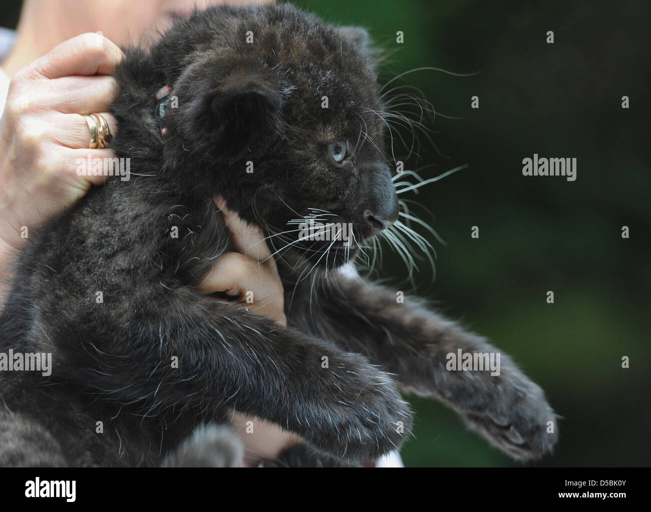 A 3 months-old Amur leopard male is examined by a doctor and presented ...