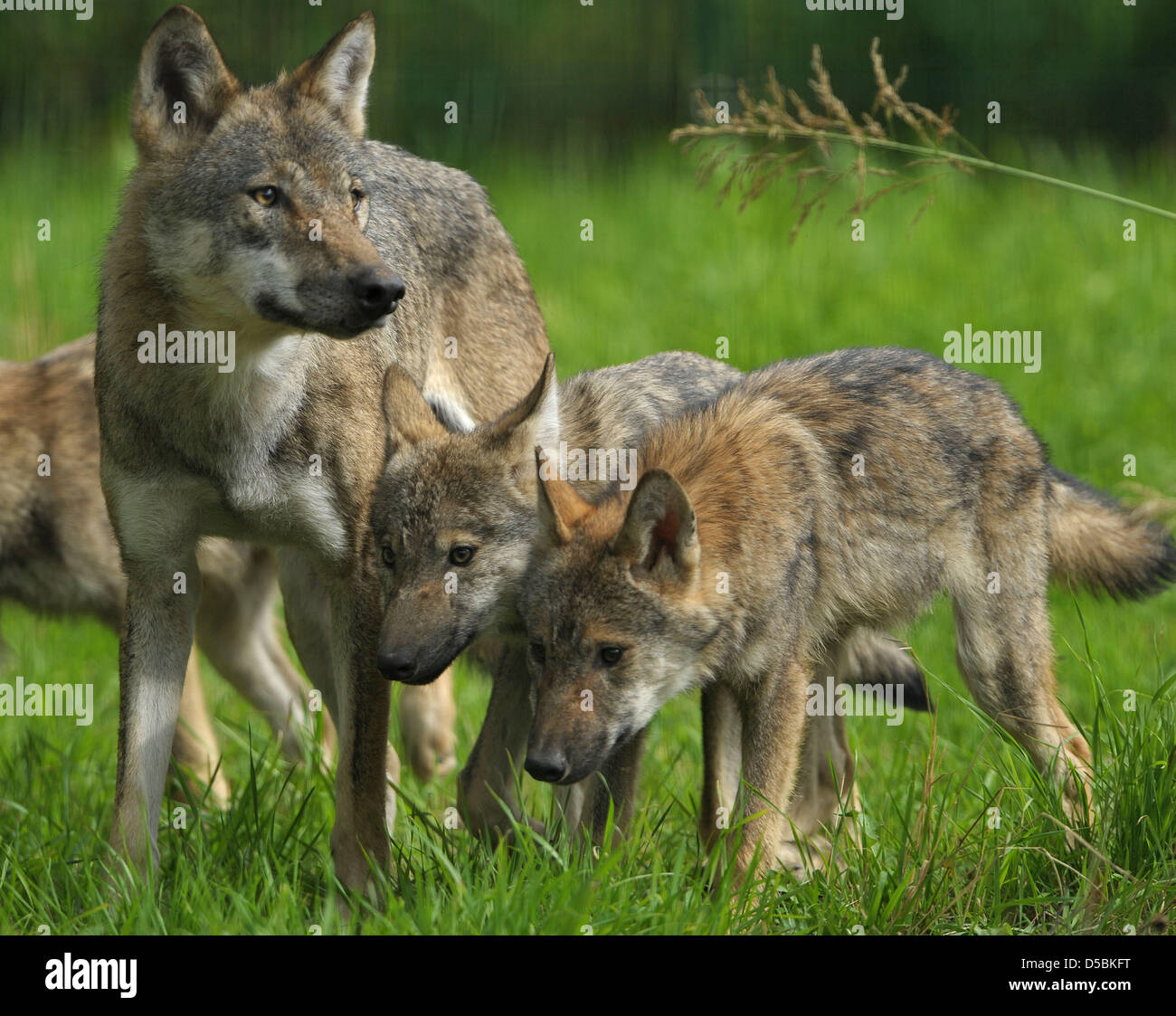 Wolves explore their new enclosure at the Zoo in Gotha, Germany, 3 ...