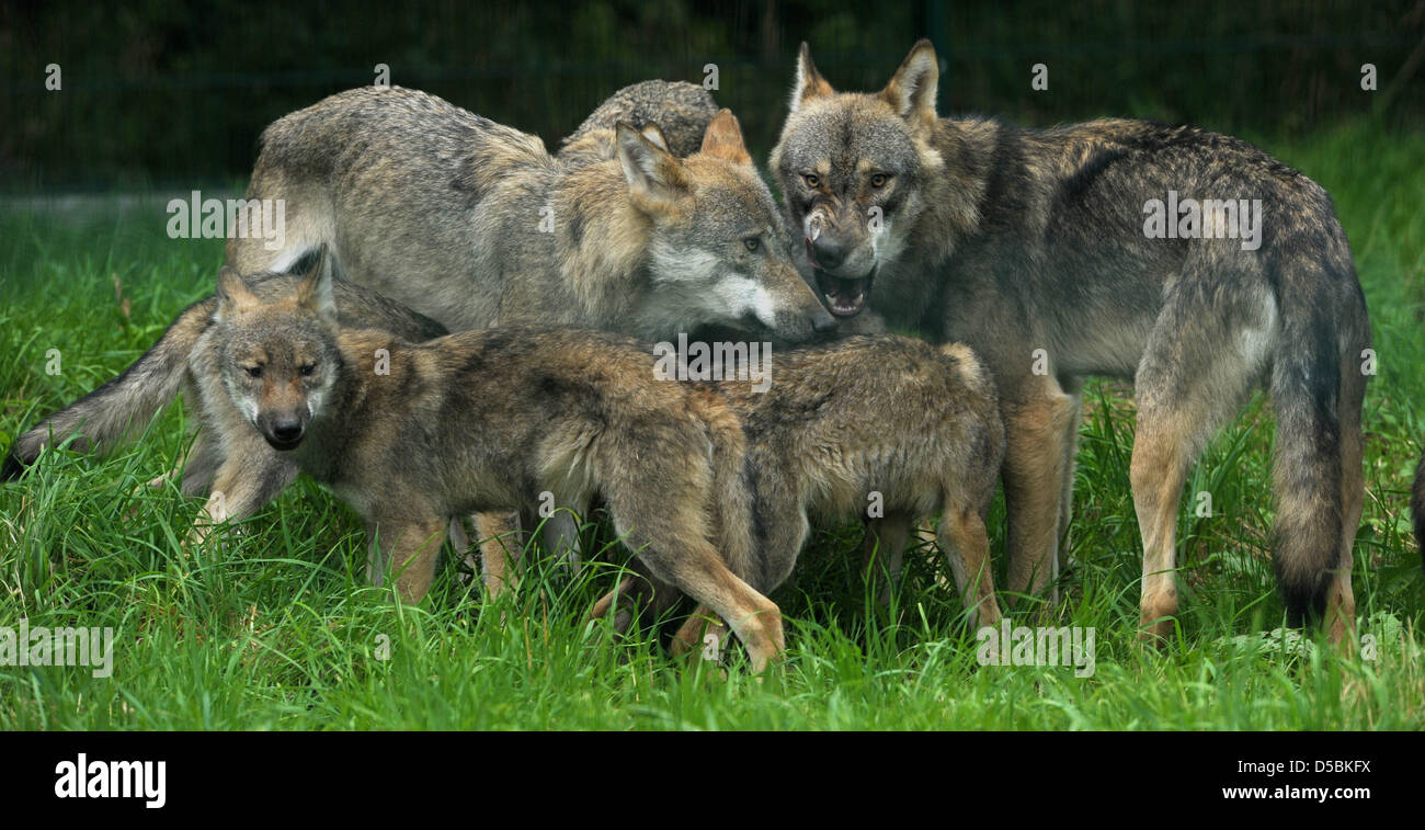 Wolves explore their new enclosure at the Zoo in Gotha, Germany, 3 ...