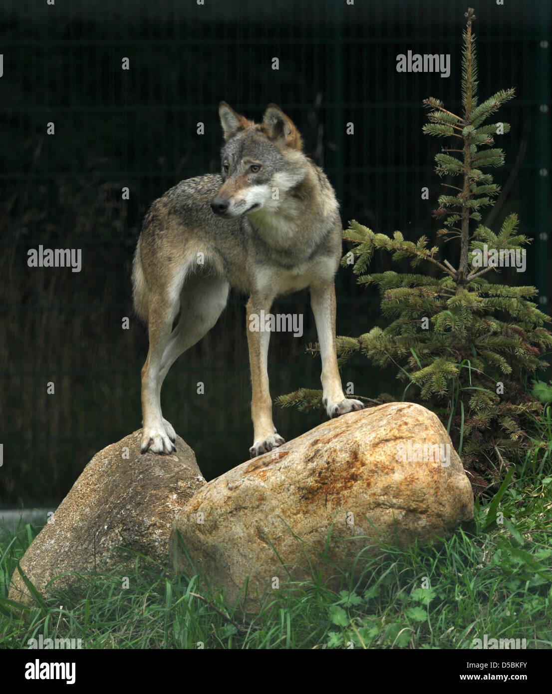 Wolves explore their new enclosure at the Zoo in Gotha, Germany, 3 ...